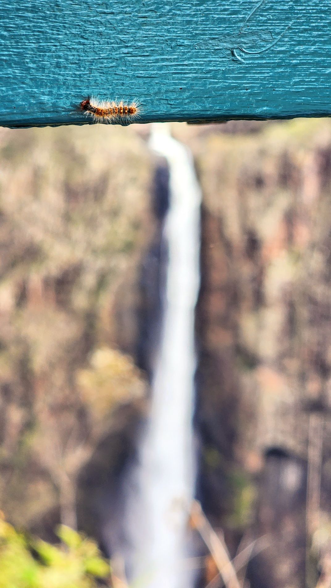 Infinite Waterfall Power, Itty Bitty Caterpillar | Smithsonian Photo ...