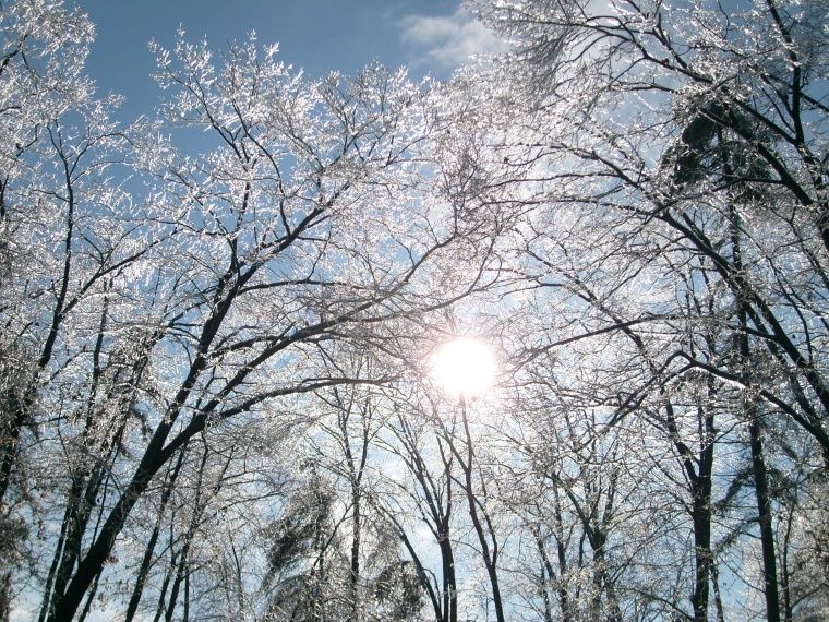 The sun shining through iced-over trees after a freezing rain storm ...