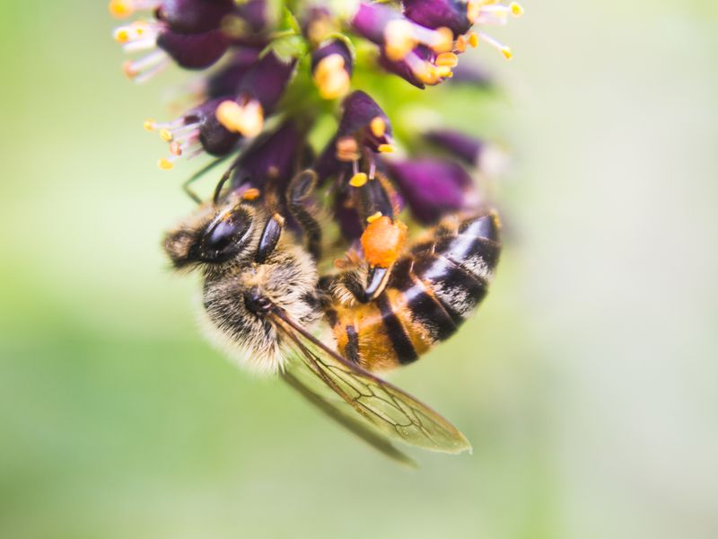 Busy Bee | Smithsonian Photo Contest | Smithsonian Magazine