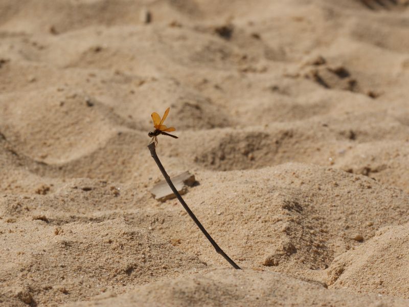 An insect while on the beach. | Smithsonian Photo Contest | Smithsonian ...