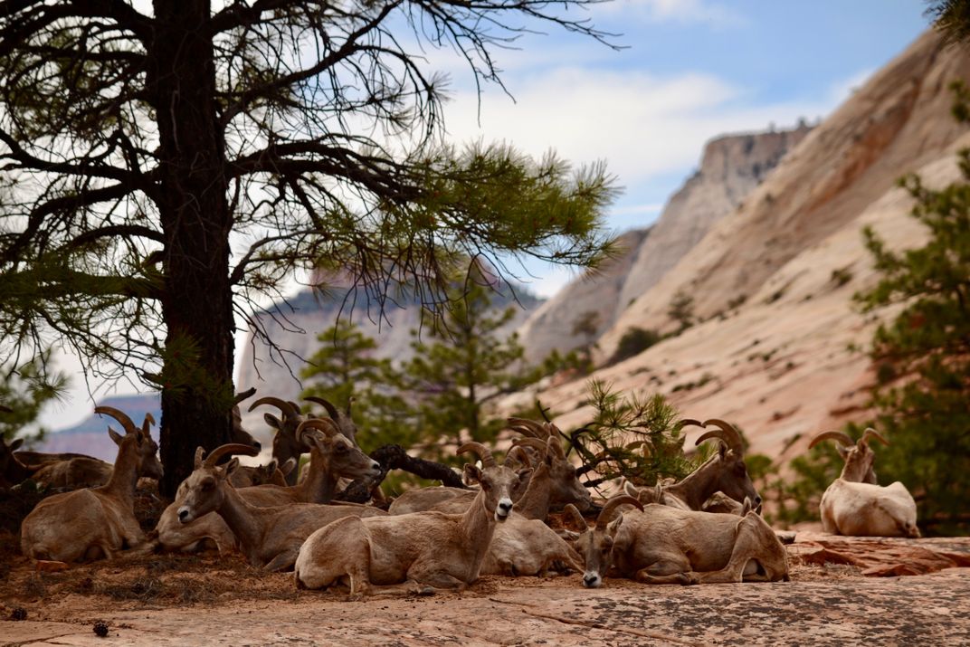 Herd of ram | Smithsonian Photo Contest | Smithsonian Magazine