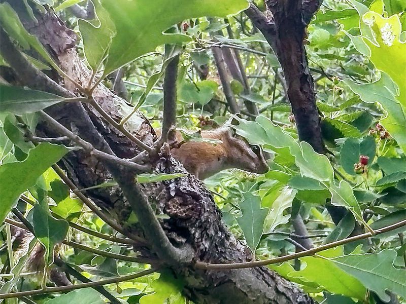 Chipmunk in a Tree | Smithsonian Photo Contest | Smithsonian Magazine