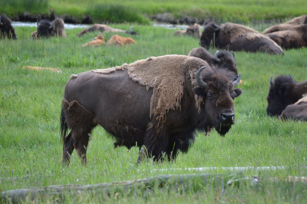 Bison Guarding the Heard | Smithsonian Photo Contest | Smithsonian Magazine