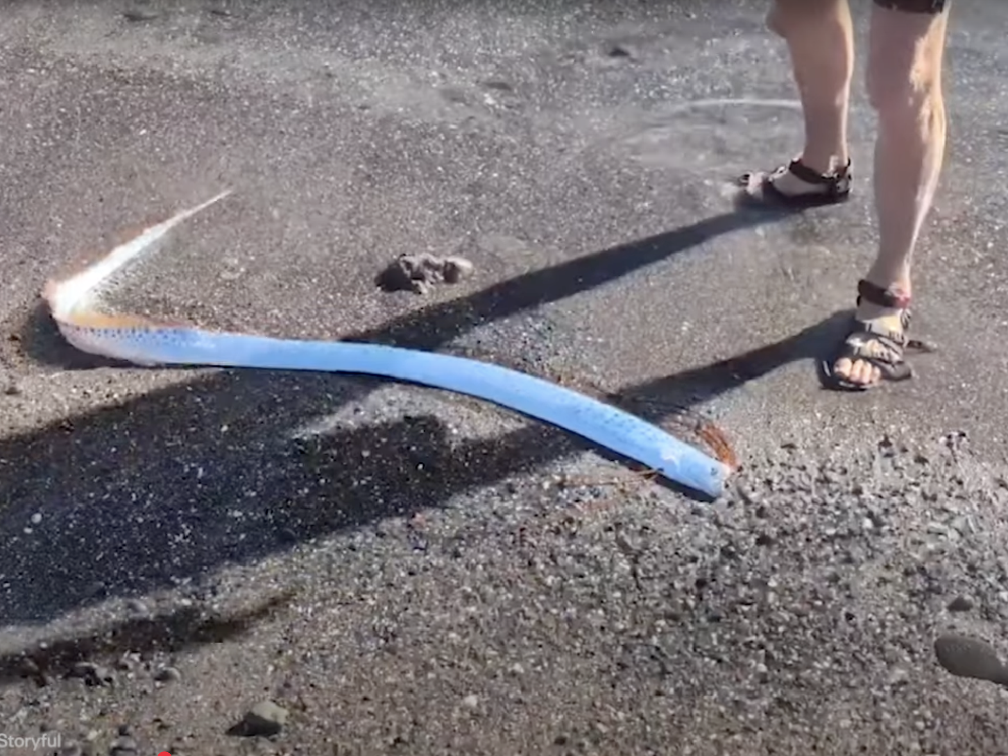 See a Deep-Sea Oarfish Caught Alive on Video in a Rare Encounter on a ...