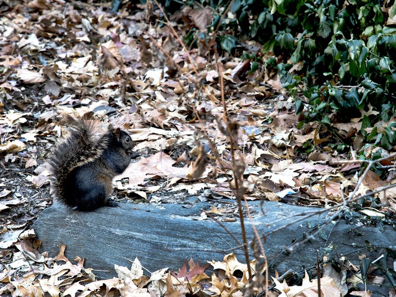 SQUIRREL COLLECTING NUTS DURING FALL. | Smithsonian Photo Contest ...