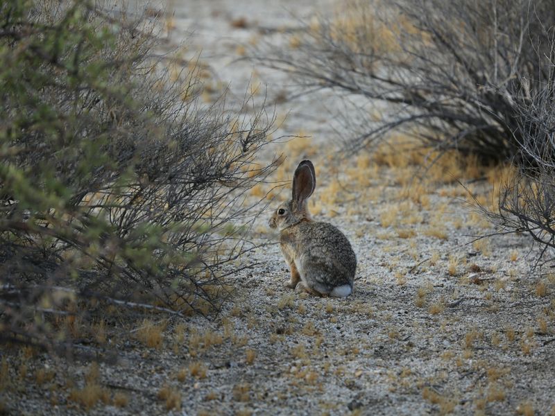 The hare guide | Smithsonian Photo Contest | Smithsonian Magazine