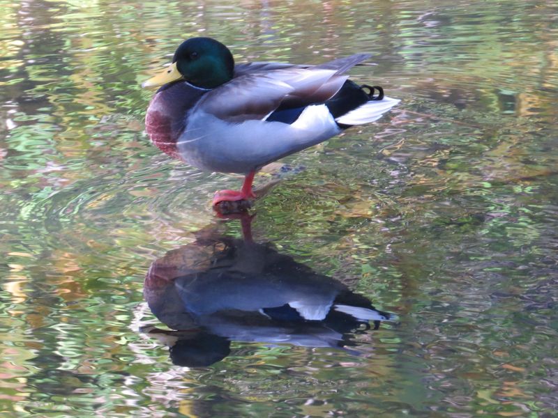 Double Duck | Smithsonian Photo Contest | Smithsonian Magazine