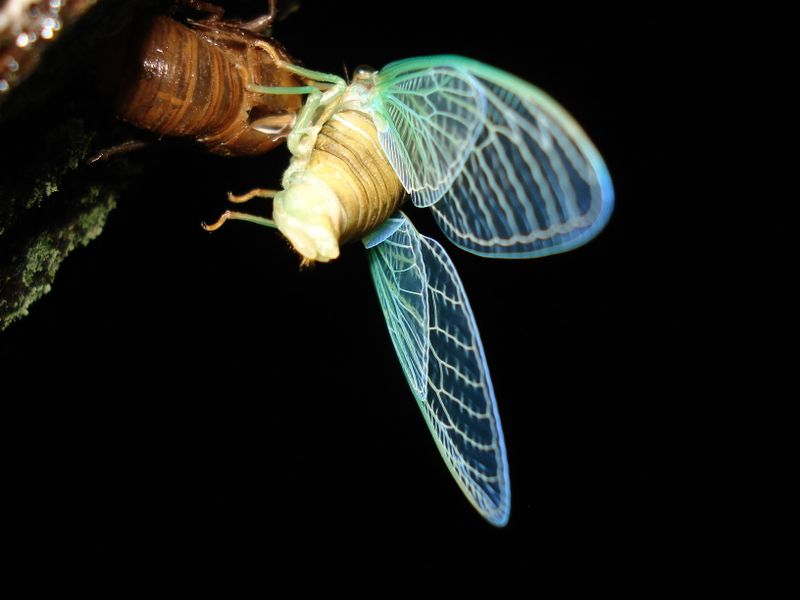 beauty of the underside view of the cicada wings | Smithsonian Photo ...