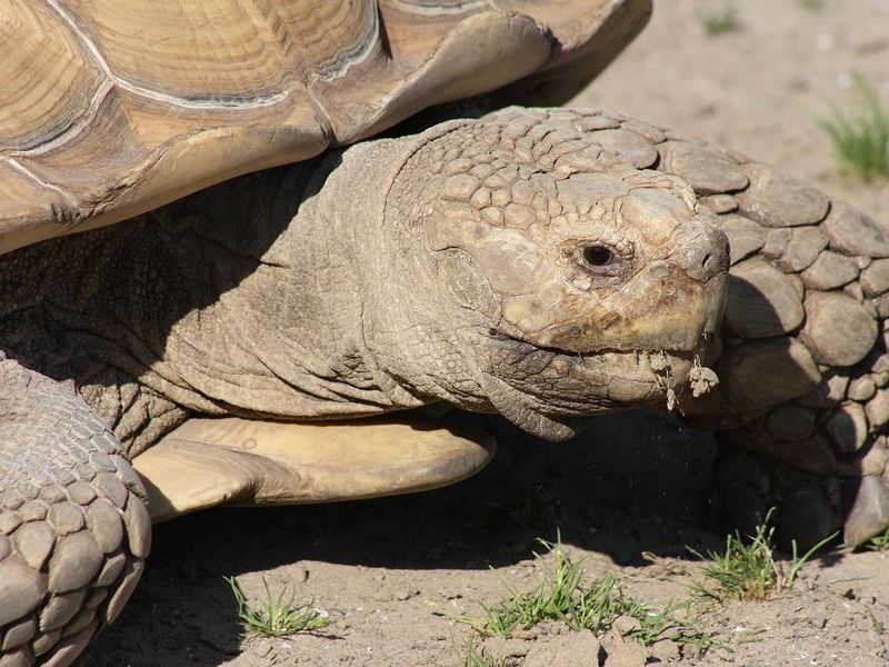 A Beautiful Tortoise | Smithsonian Photo Contest | Smithsonian Magazine