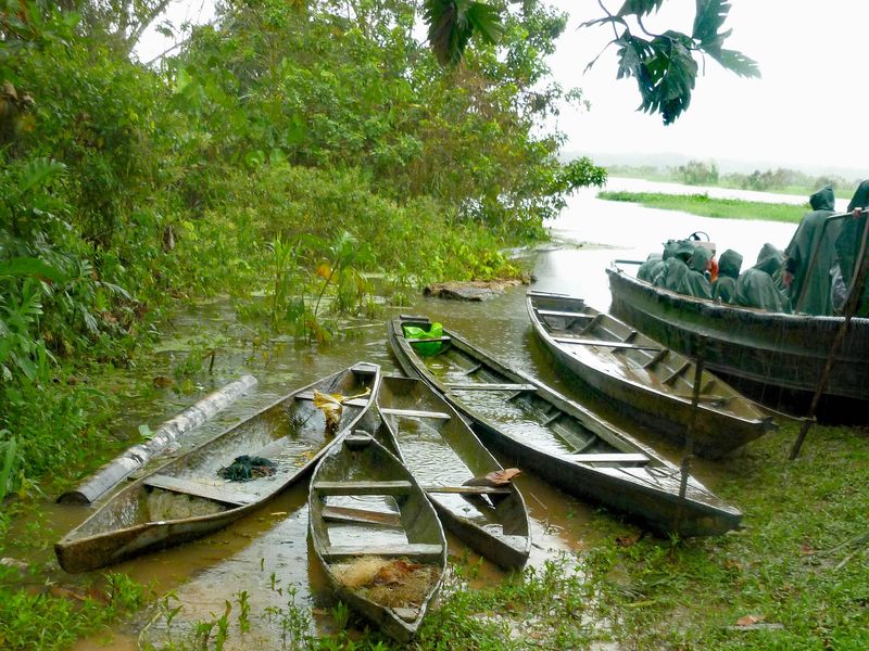 These dugout canoes were on the bank of a small village on the upper ...