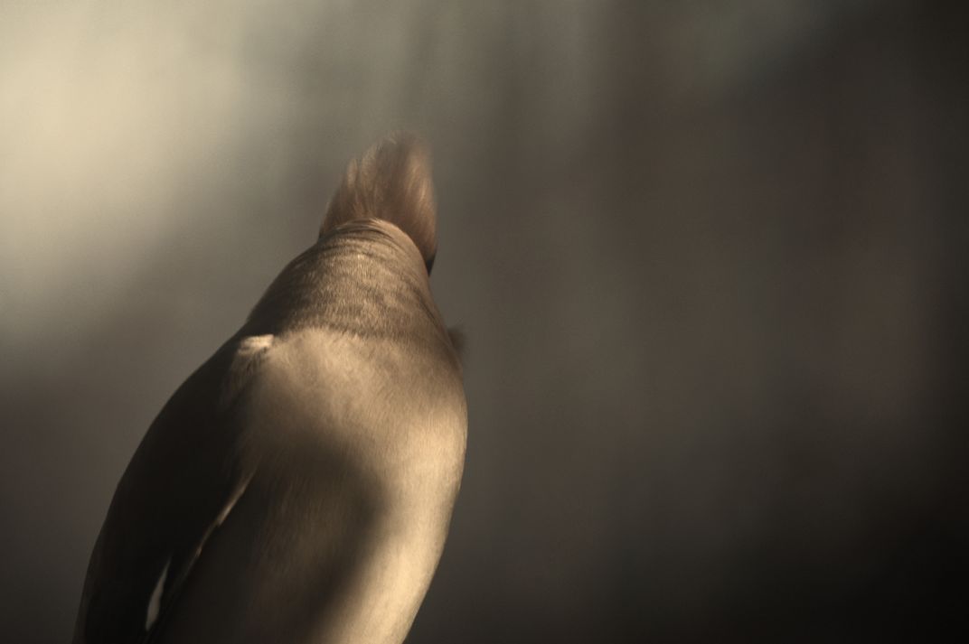 Cedar Waxwing Looking Away Smithsonian Photo Contest Smithsonian Magazine