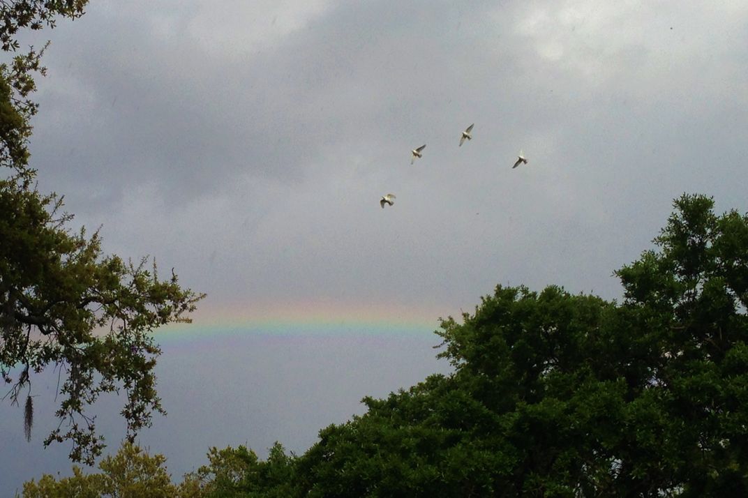 Doves over rainbow in Charleston SC | Smithsonian Photo Contest ...