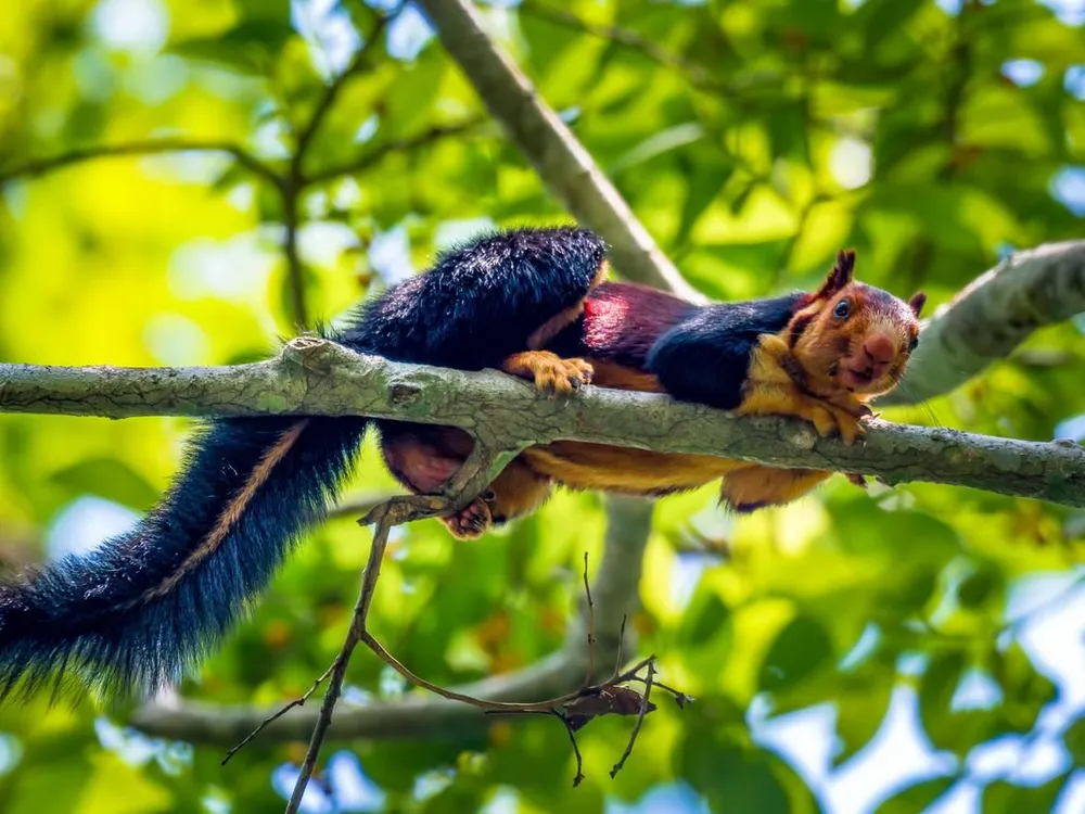 coloured squirrel
