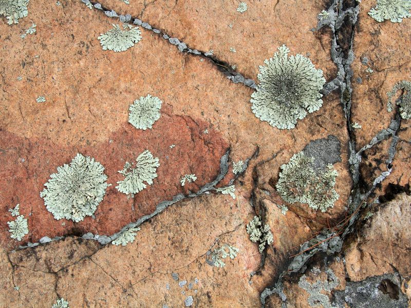 Painting by lichens | Smithsonian Photo Contest | Smithsonian Magazine
