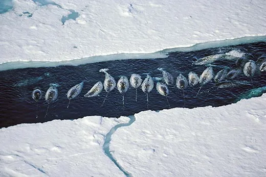 will narwhals kill humans
