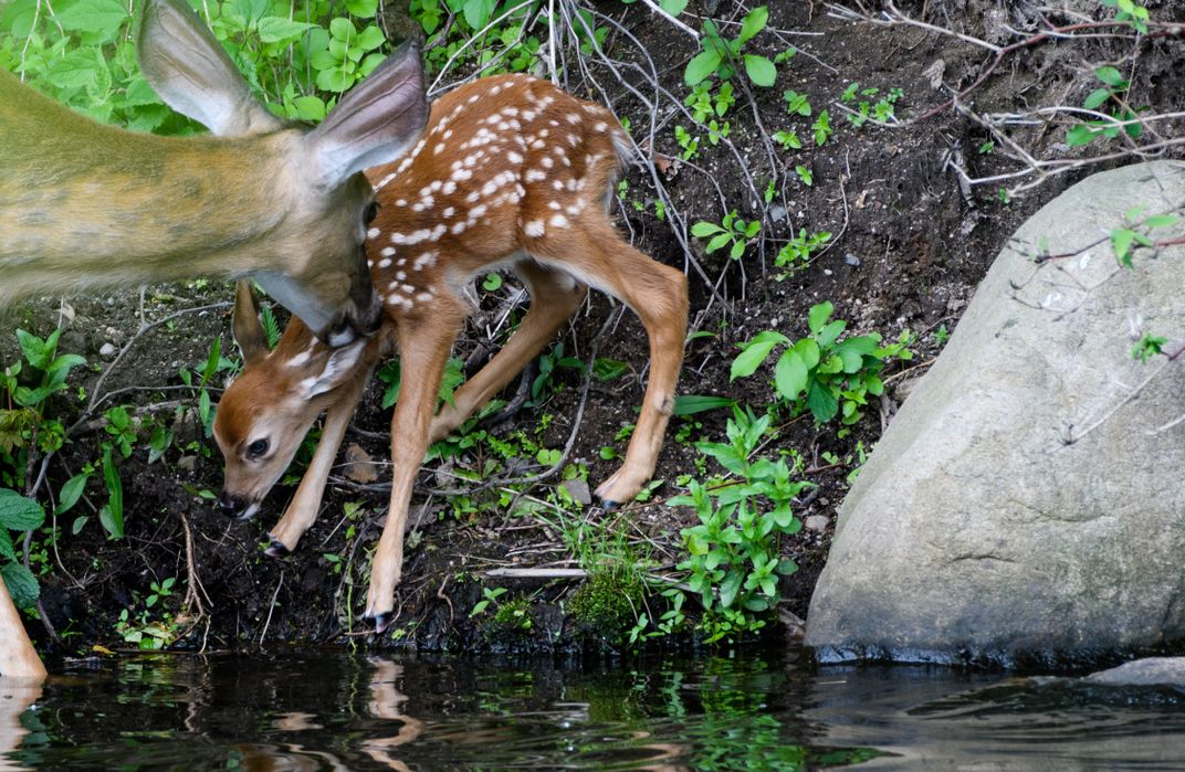 Deer grooming her fawn. | Smithsonian Photo Contest | Smithsonian Magazine