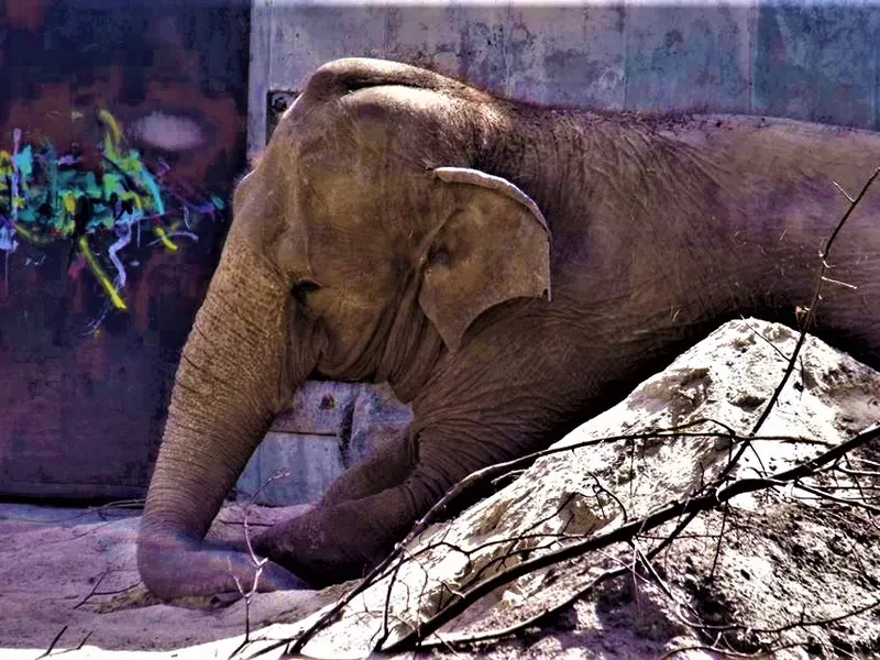 Sad Elephant | Smithsonian Photo Contest | Smithsonian Magazine