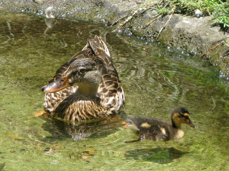 Baby and Mom duck | Smithsonian Photo Contest | Smithsonian Magazine