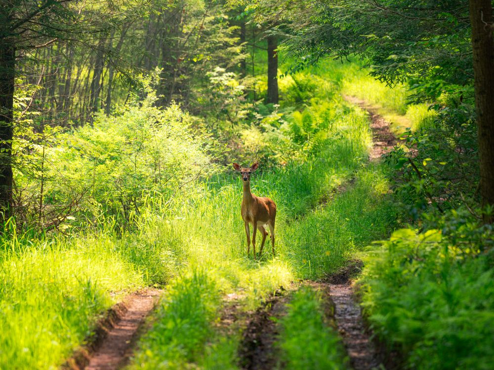 A Deer in Dappled Light | Smithsonian Photo Contest | Smithsonian Magazine
