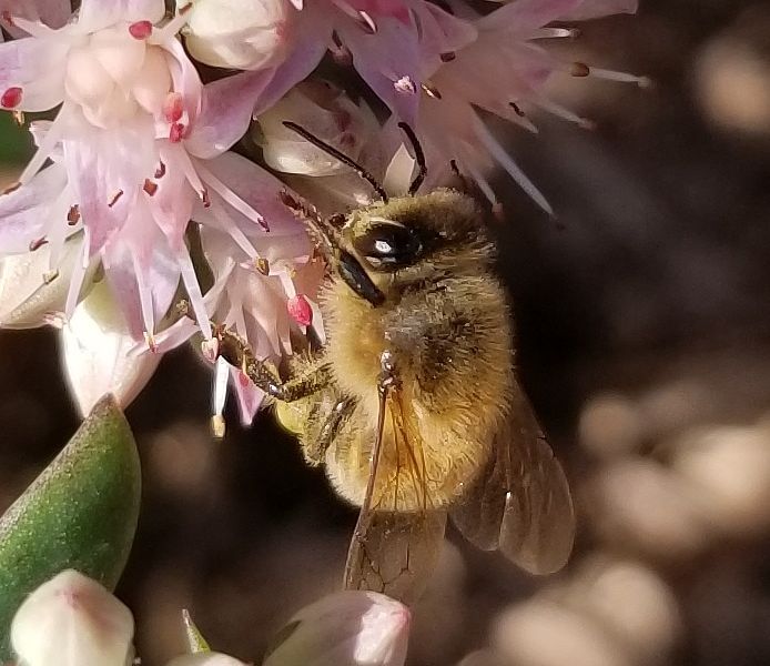 Teddy Bee | Smithsonian Photo Contest | Smithsonian Magazine