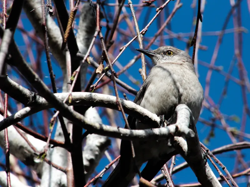 Bird in a Tree | Smithsonian Photo Contest | Smithsonian Magazine