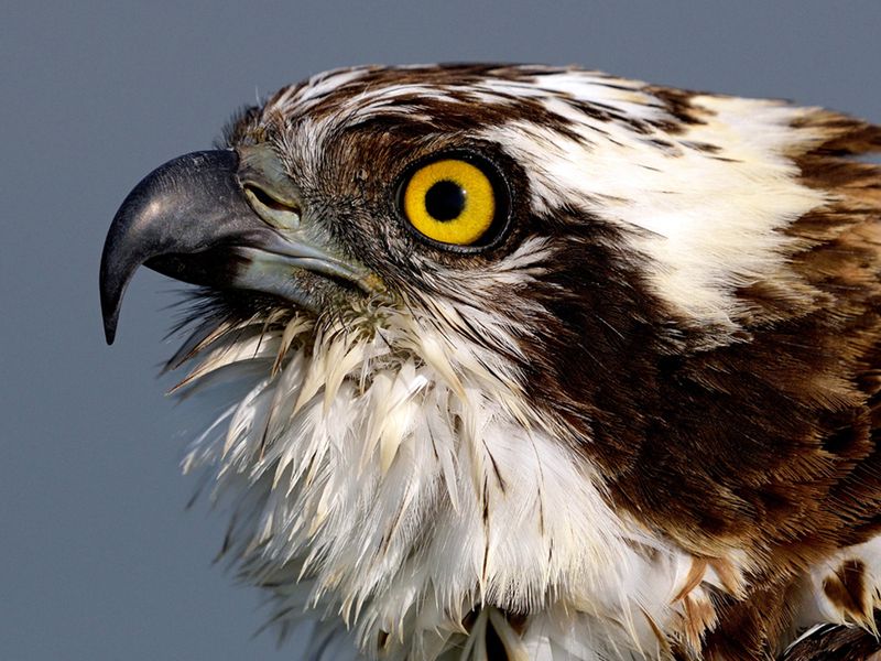 The Eye of an Osprey | Smithsonian Photo Contest | Smithsonian Magazine