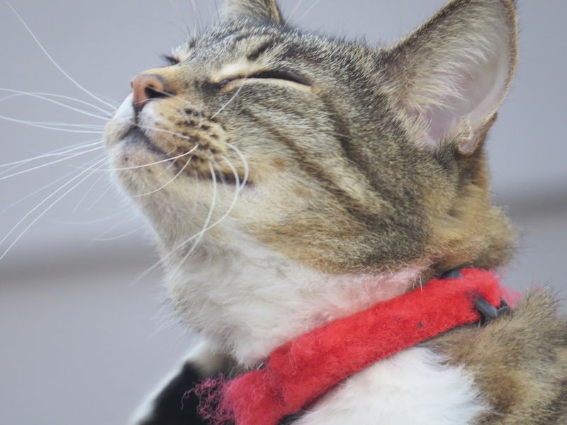 Whisper The Cat | Smithsonian Photo Contest | Smithsonian Magazine