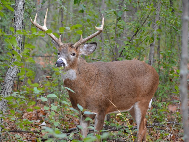 The Rut is On | Smithsonian Photo Contest | Smithsonian Magazine