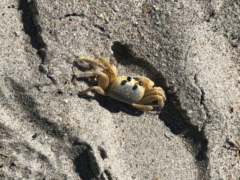 Sand Crab | Smithsonian Photo Contest | Smithsonian Magazine