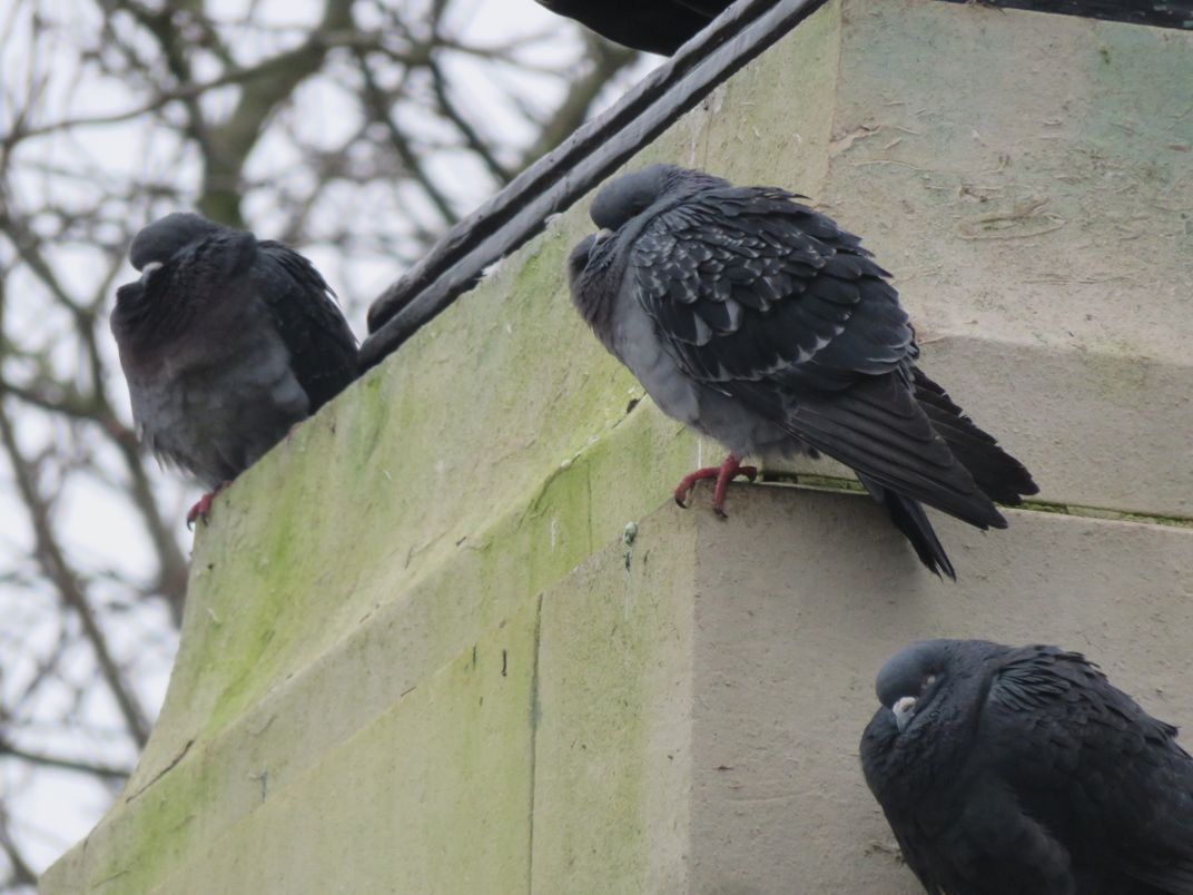 Three Freezing Pigeons | Smithsonian Photo Contest | Smithsonian Magazine