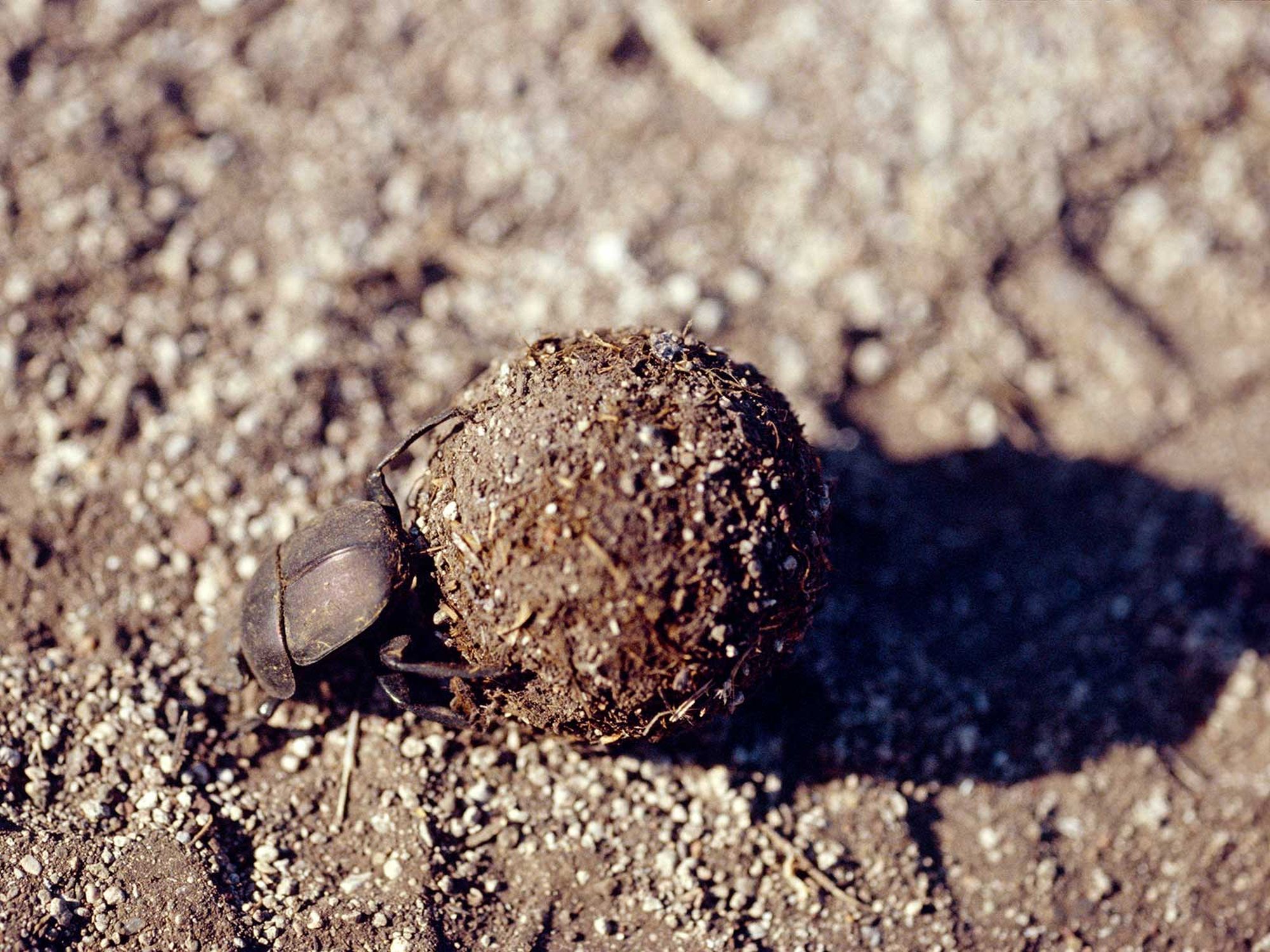 How Dung Beetles Roll Their Food in a Straight Line
