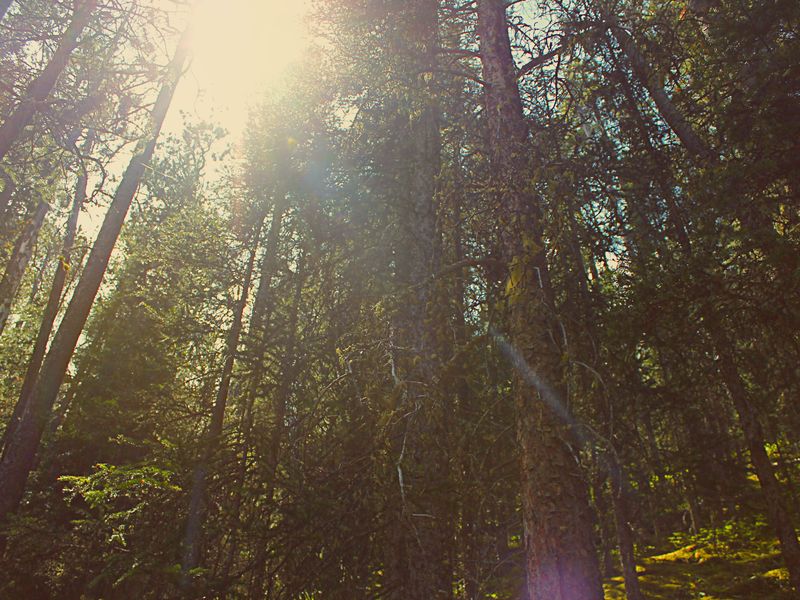 Light through trees | Smithsonian Photo Contest | Smithsonian Magazine