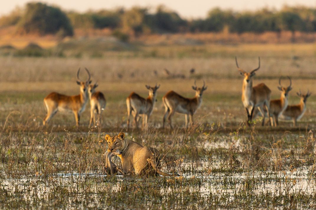 Lion hunting in the water | Smithsonian Photo Contest | Smithsonian ...