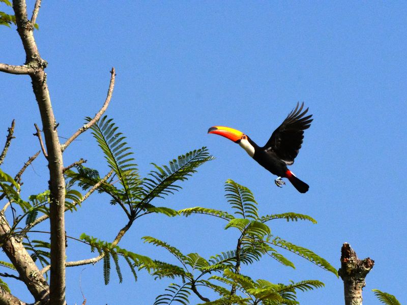 Toco Toucan | Smithsonian Photo Contest | Smithsonian Magazine