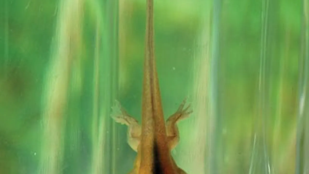 Frog Dna Compared To Human