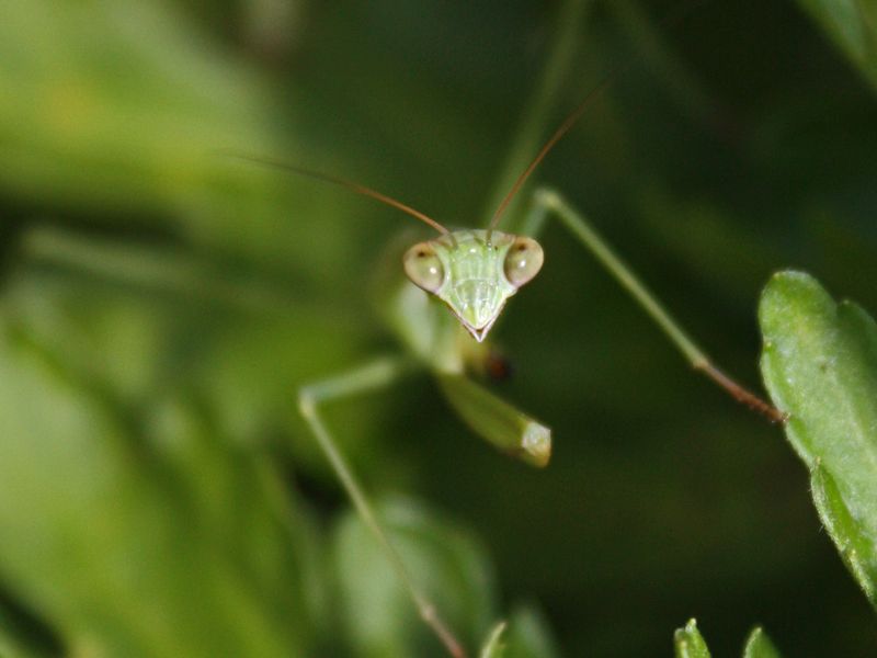 Praying Mantis | Smithsonian Photo Contest | Smithsonian Magazine