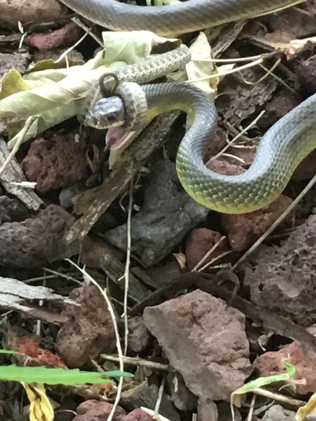 Two snakes, yellow bellied racer versus garter, saved. | Smithsonian ...