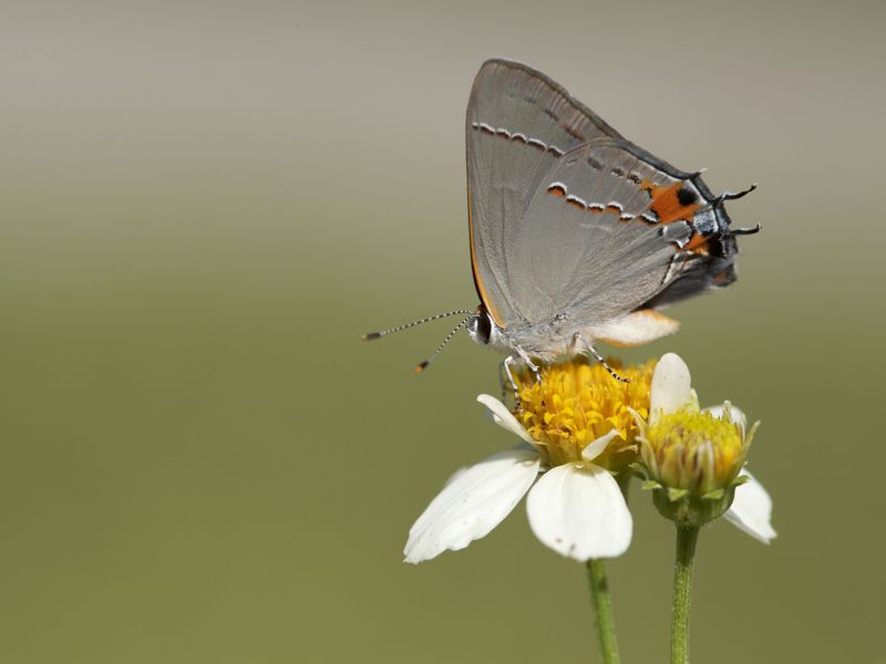 Gray Hairstreak butterfly | Smithsonian Photo Contest | Smithsonian ...