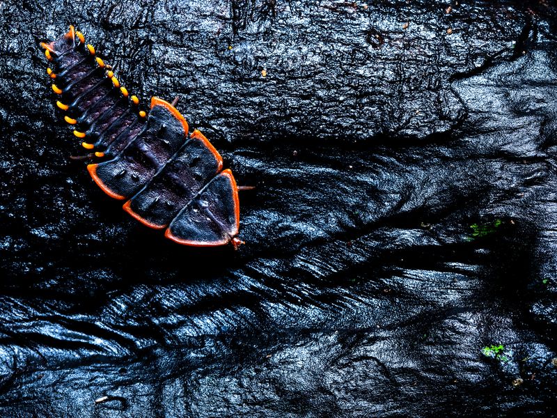 Trilobite beetle | Smithsonian Photo Contest | Smithsonian Magazine