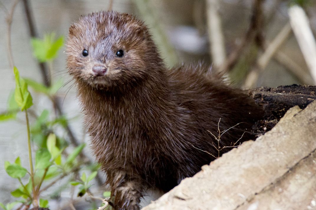 The Mink | Smithsonian Photo Contest | Smithsonian Magazine
