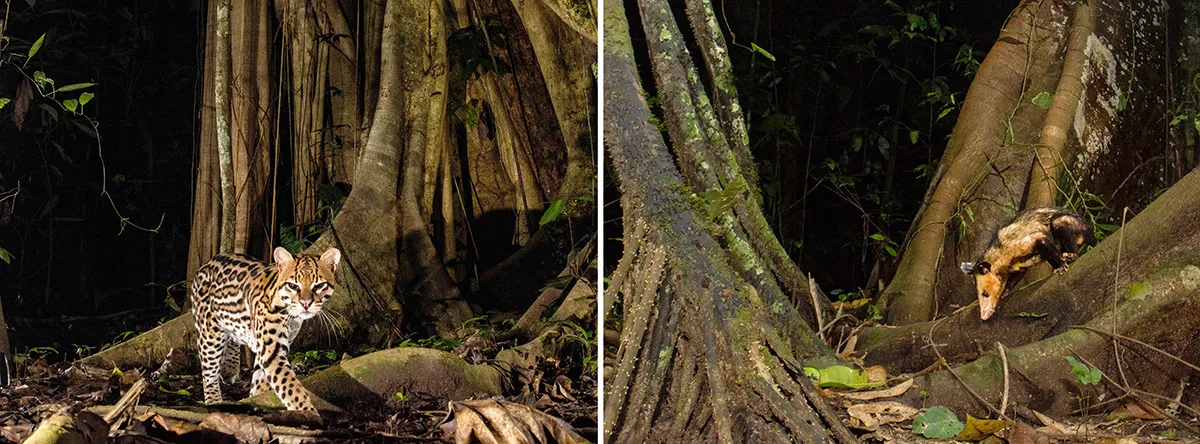 Video Reveals an Unlikely Bond Between Ocelots and Opossums in the ...