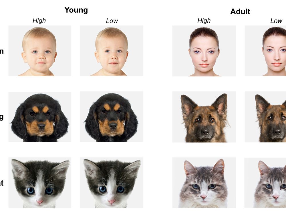 Even Toddlers Recognize the Superior Cuteness of Puppies and Kittens