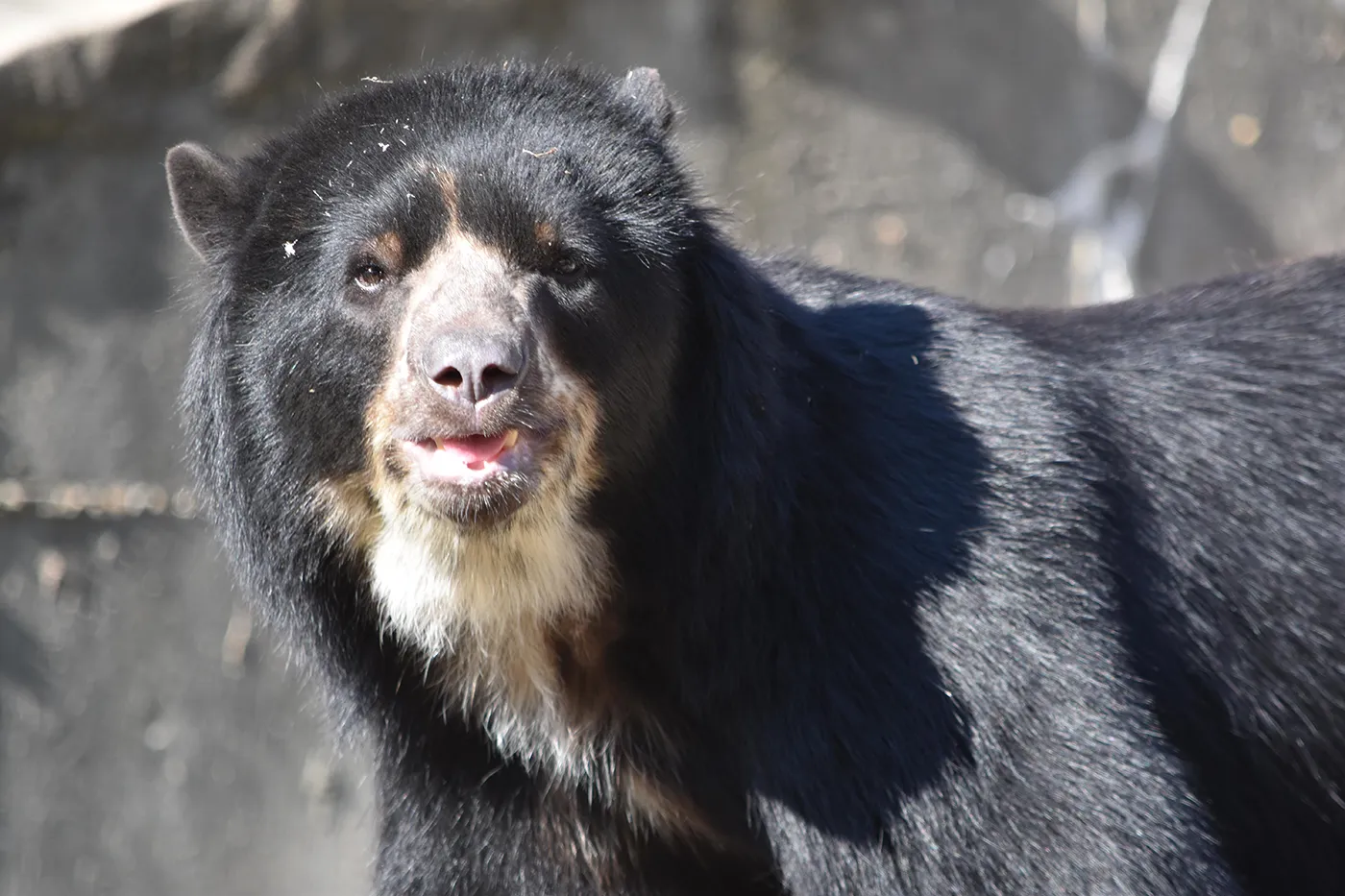 How Are Animals Paired at the National Zoo? | Smithsonian Voices ...