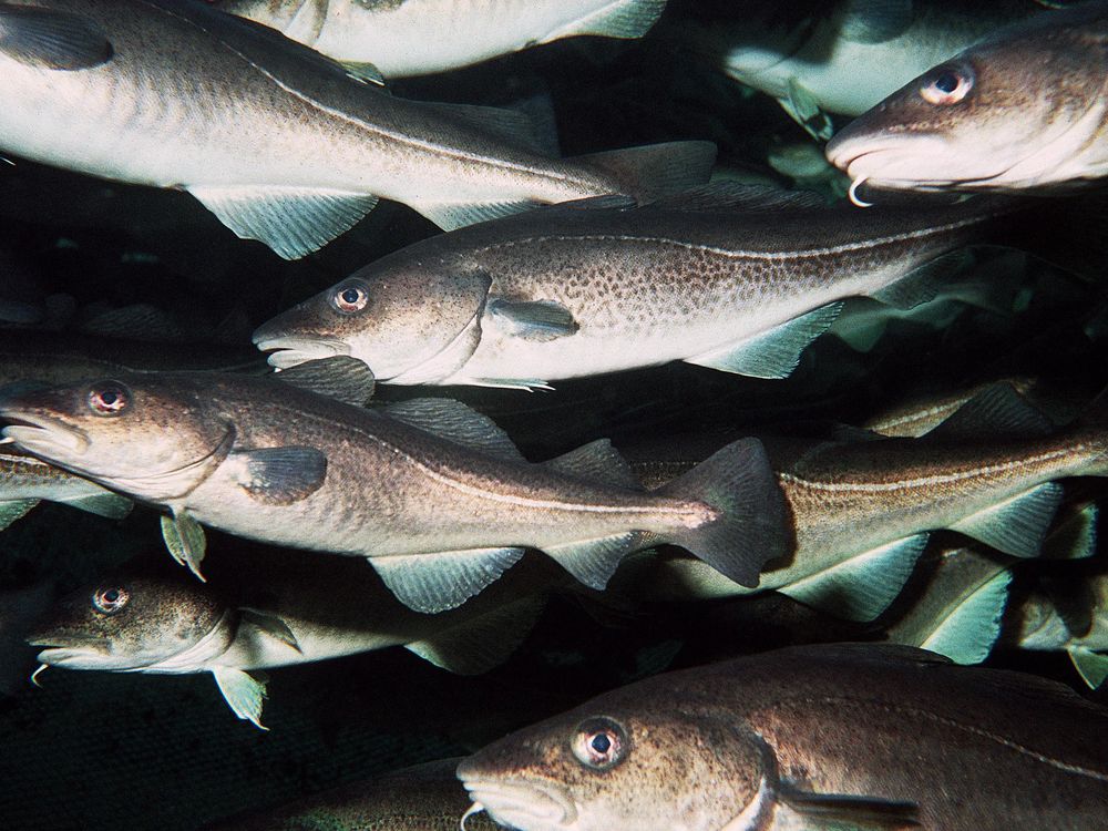 Could The Sounds Of Cod Having Sex Save A Species And An Economy