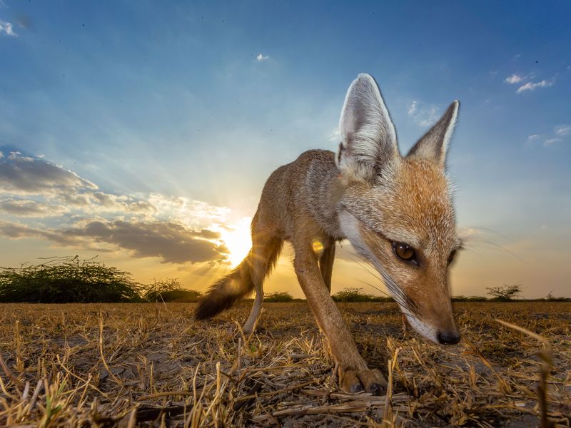 An Indian fox | Smithsonian Photo Contest | Smithsonian Magazine