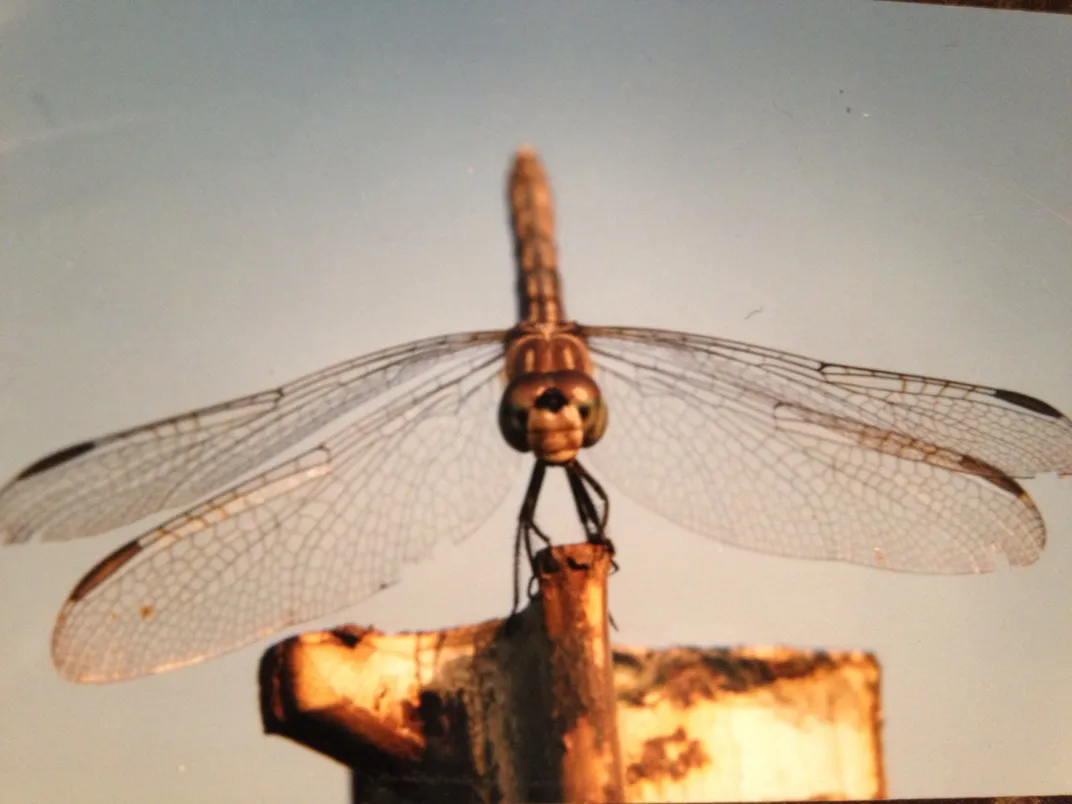 dragonfly | Smithsonian Photo Contest | Smithsonian Magazine