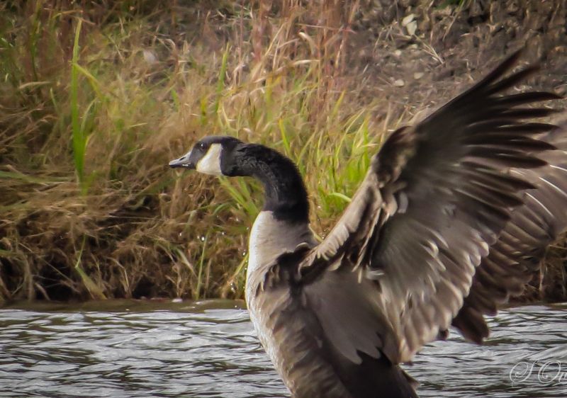 Goose spreading its wings. | Smithsonian Photo Contest | Smithsonian ...