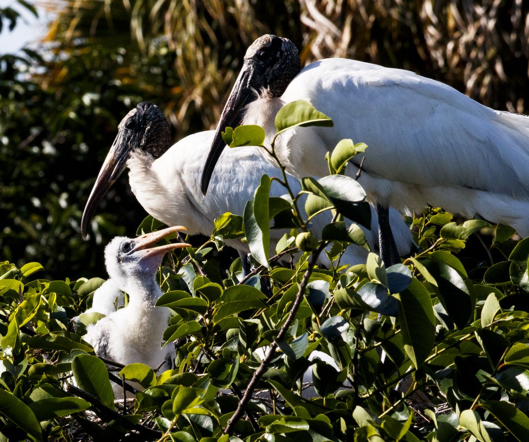 Wood Storks with Chicks | Smithsonian Photo Contest | Smithsonian Magazine