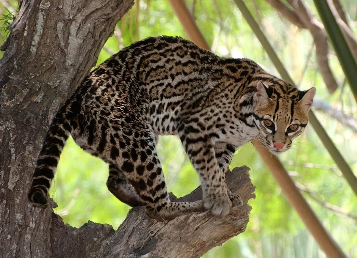 are ocelots illegal