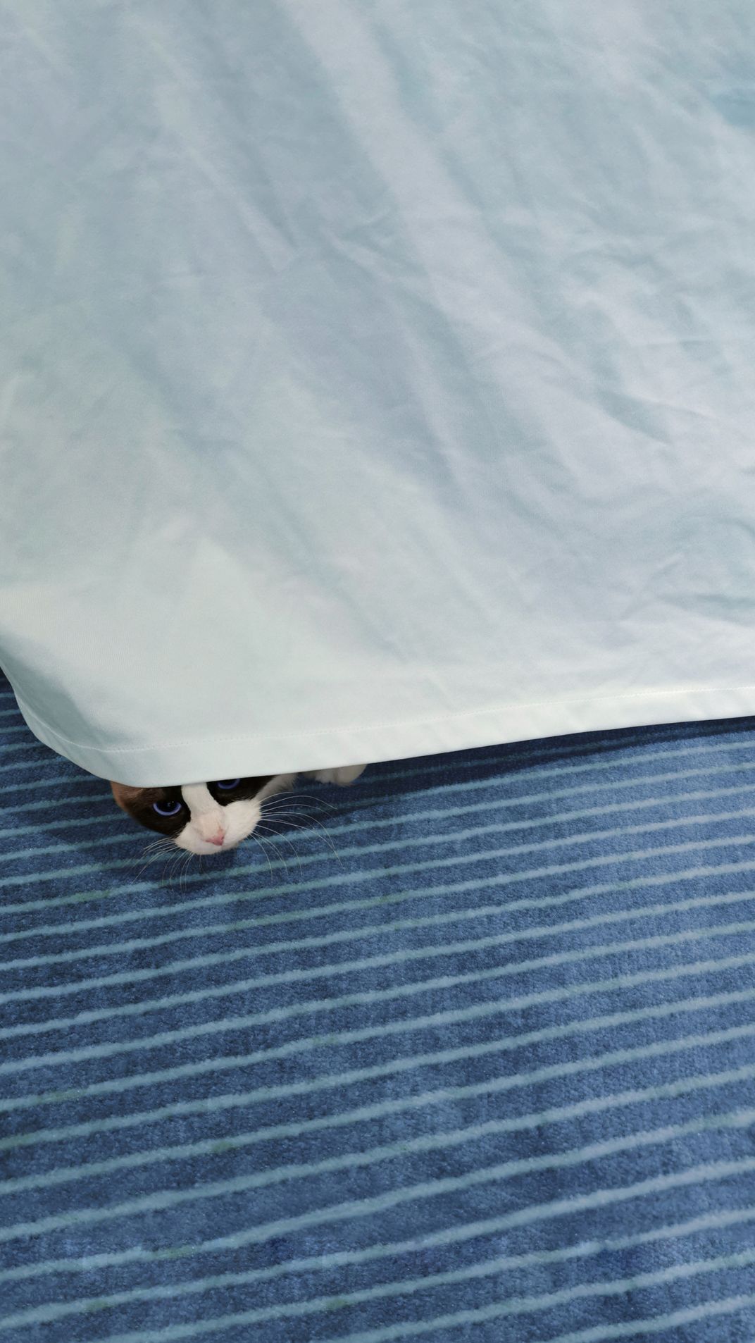 Tibetan cat | Smithsonian Photo Contest | Smithsonian Magazine